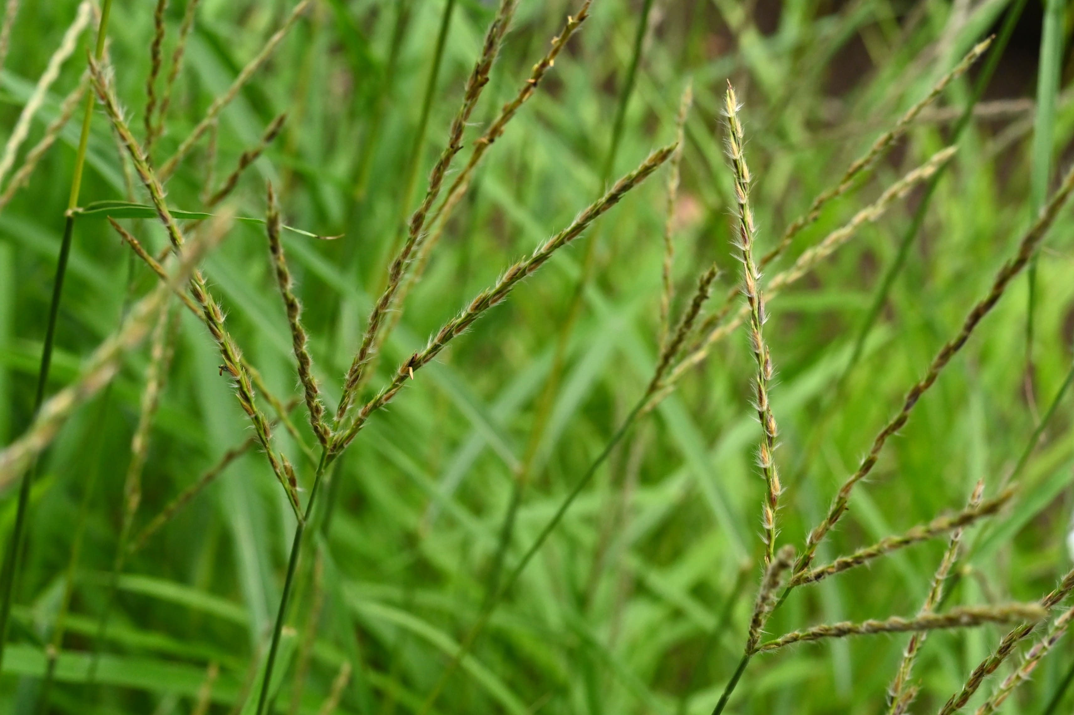 カリヤス／かりやす／刈安 - 庭木図鑑 植木ペディア