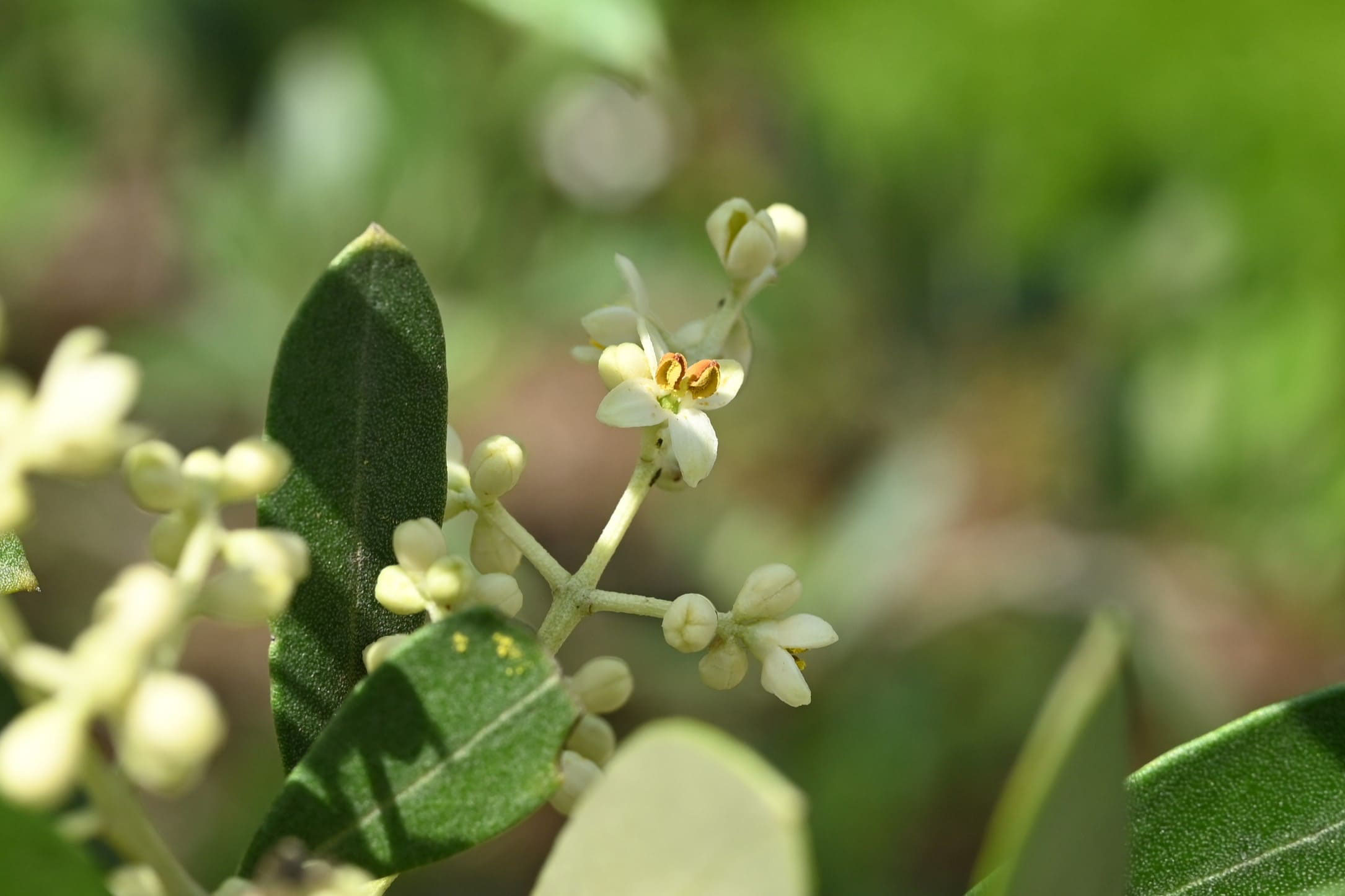 オリーブ - 庭木図鑑 植木ペディア オリーブ - 庭木図鑑 植木ペディア