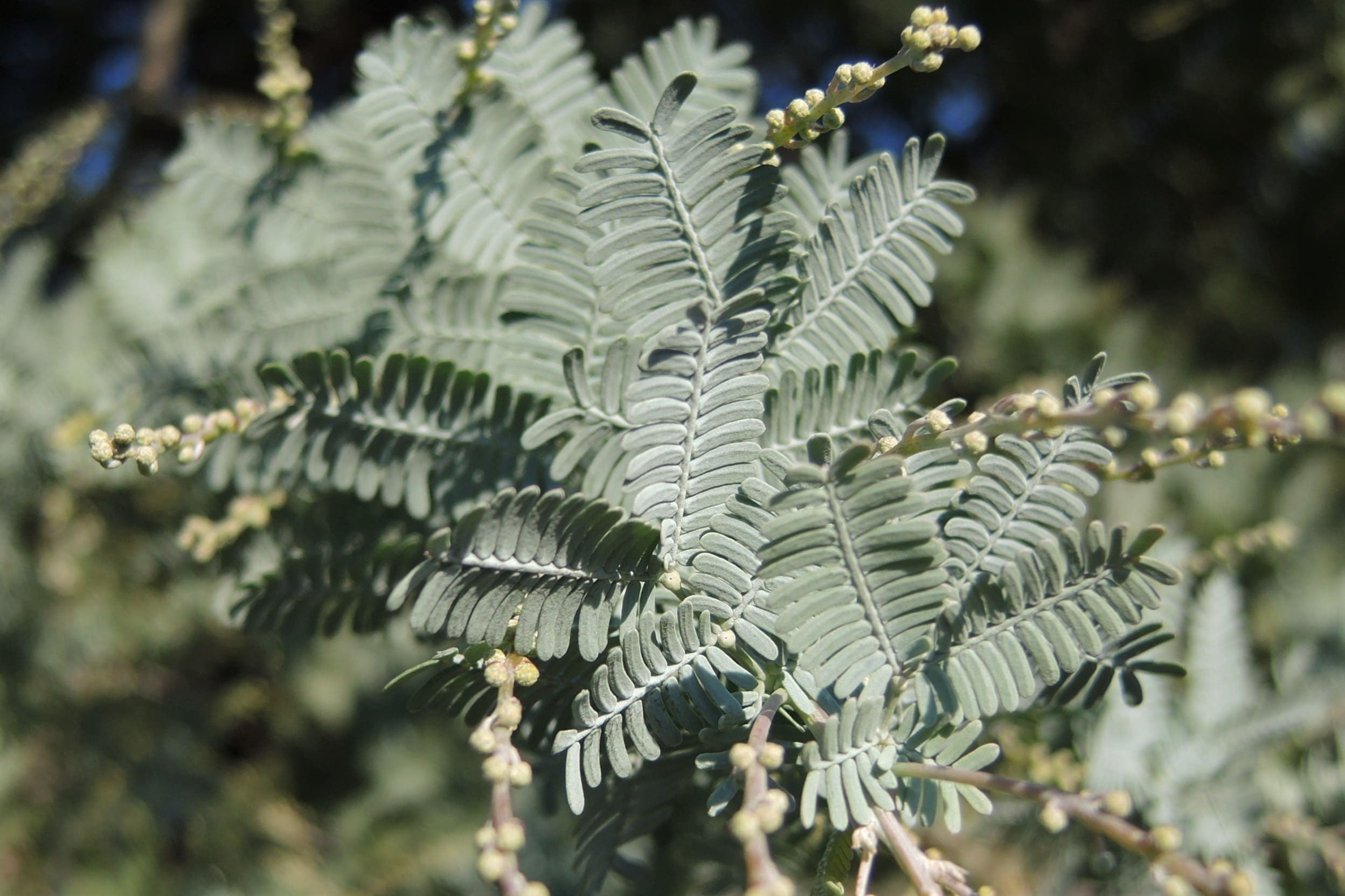 ギンヨウアカシア - 庭木図鑑 植木ペディア ギンヨウアカシア - 庭木図鑑 植木ペディア