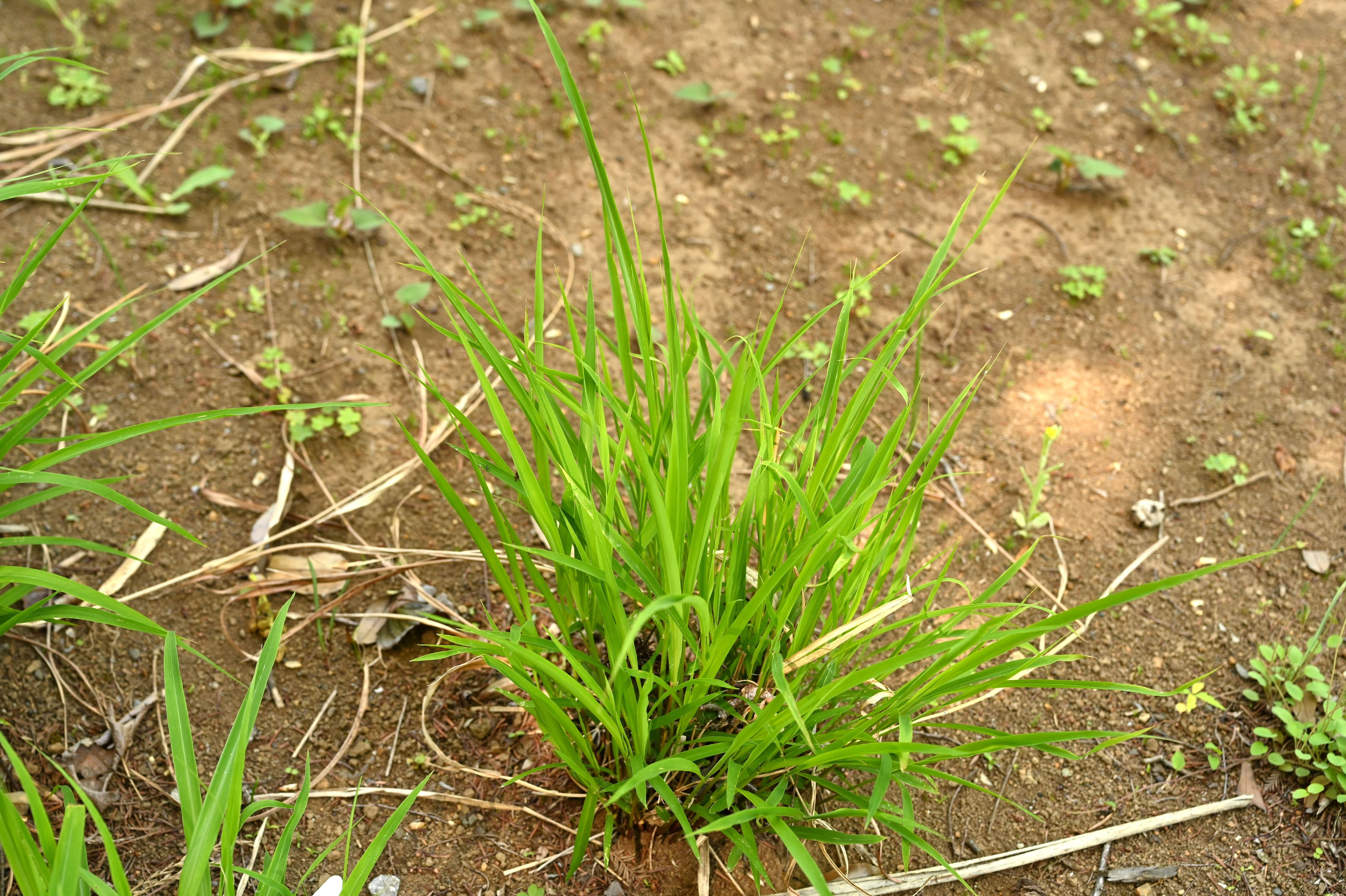 カリヤス／かりやす／刈安 - 庭木図鑑 植木ペディア