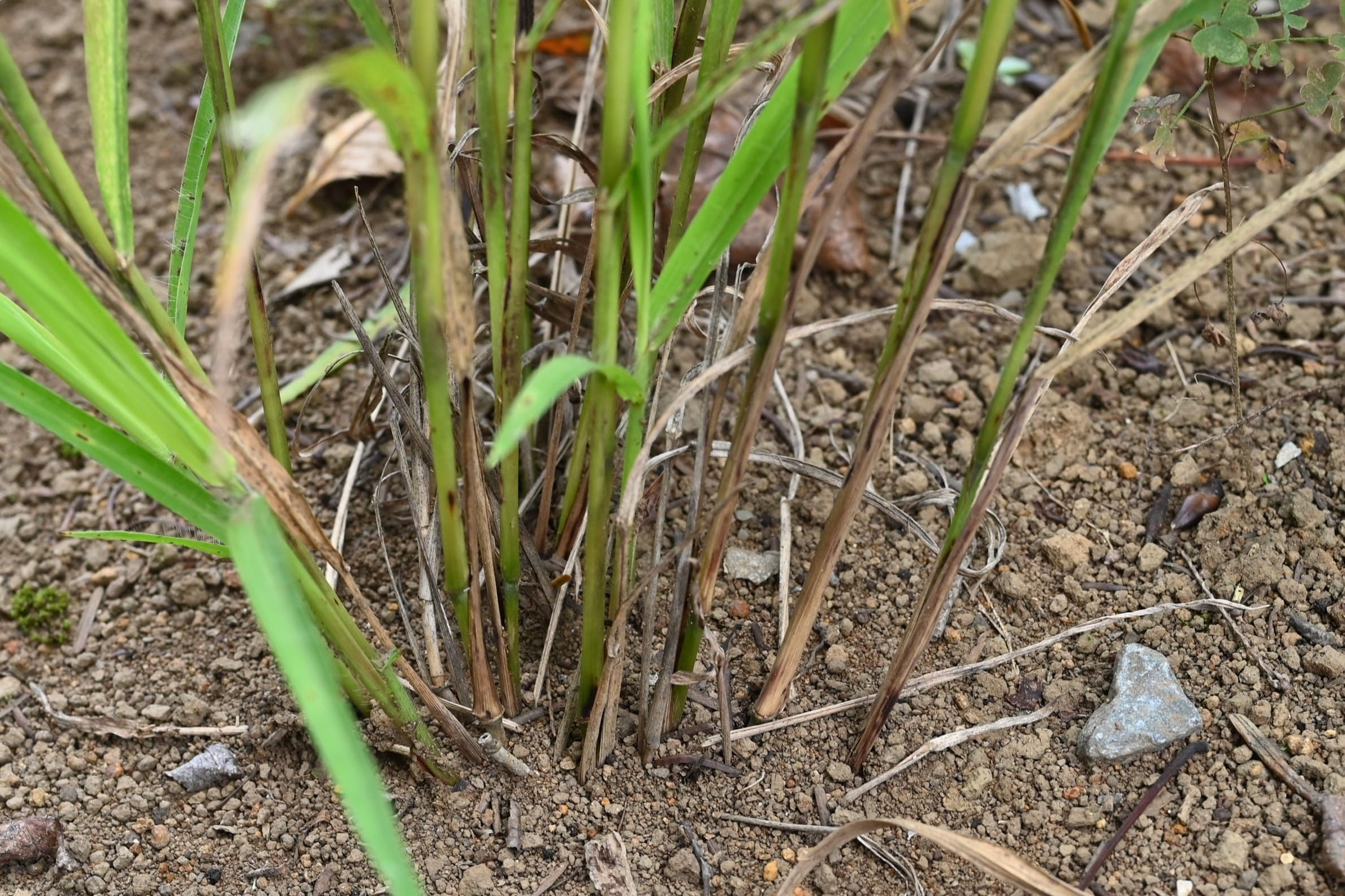 カリヤス／かりやす／刈安 - 庭木図鑑 植木ペディア