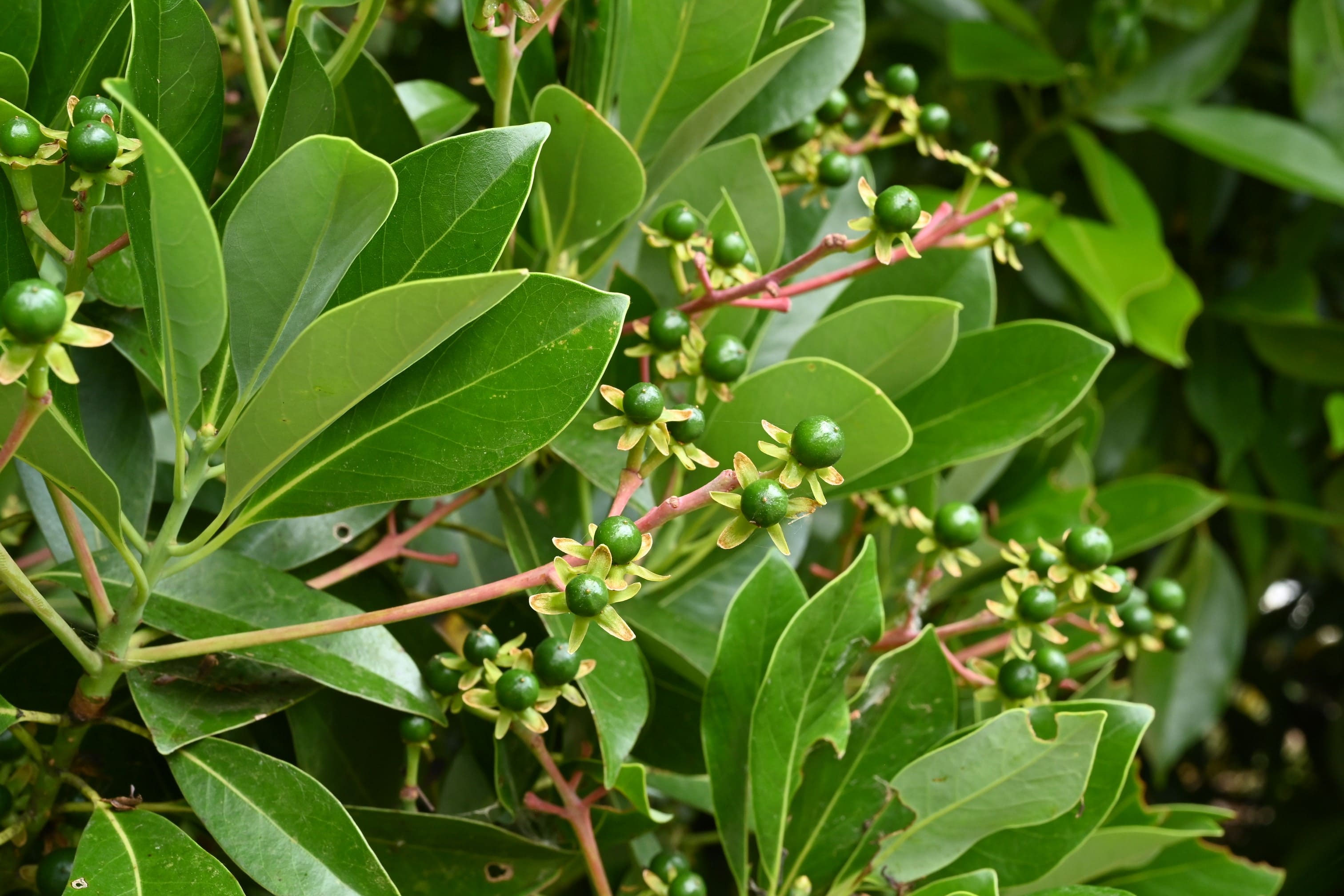 タブノキ - 庭木図鑑 植木ペディア