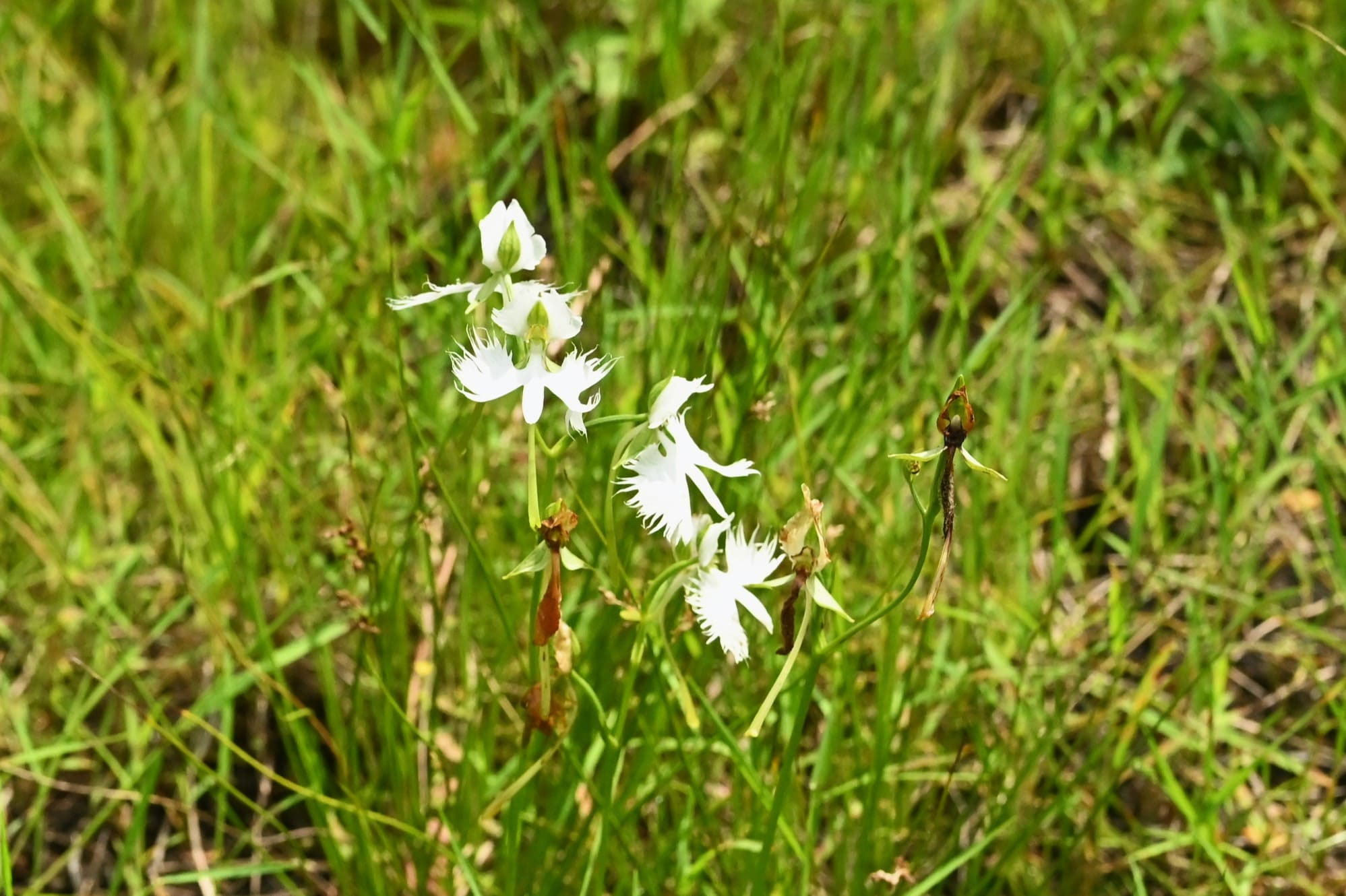 サギソウ／さぎそう／鷺草 - 庭木図鑑 植木ペディア