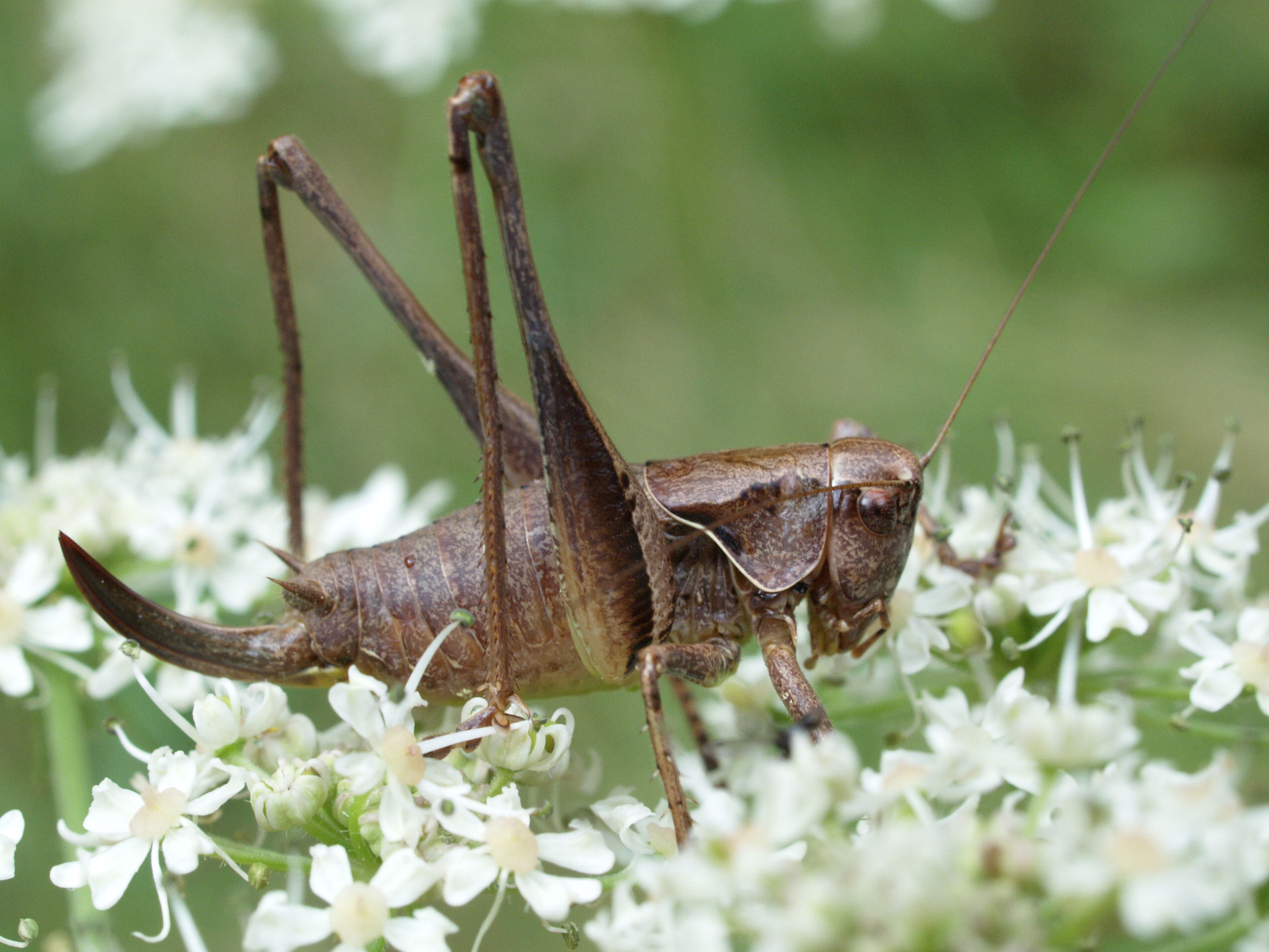 Heuschrecken - nabu-ennepe-ruhr