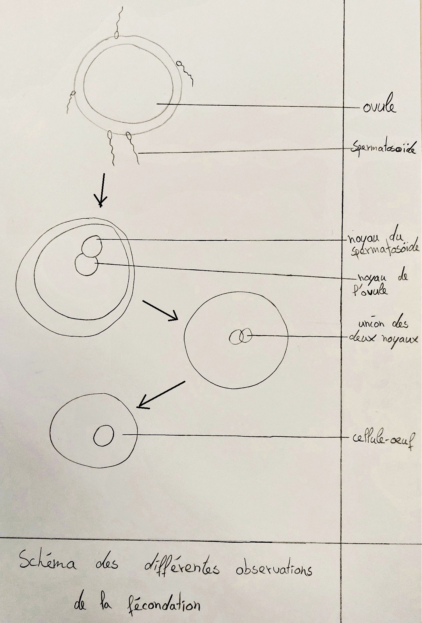Chapitre 2 : La reproduction des êtres vivants. - Site de svtparmelan
