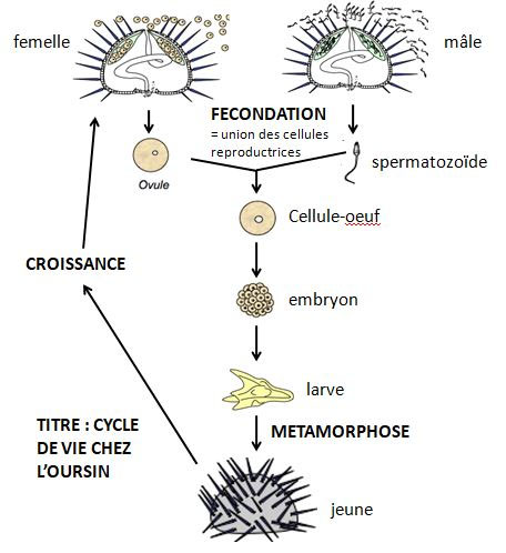 Chapitre 2 : La reproduction des êtres vivants. - Site de svtparmelan