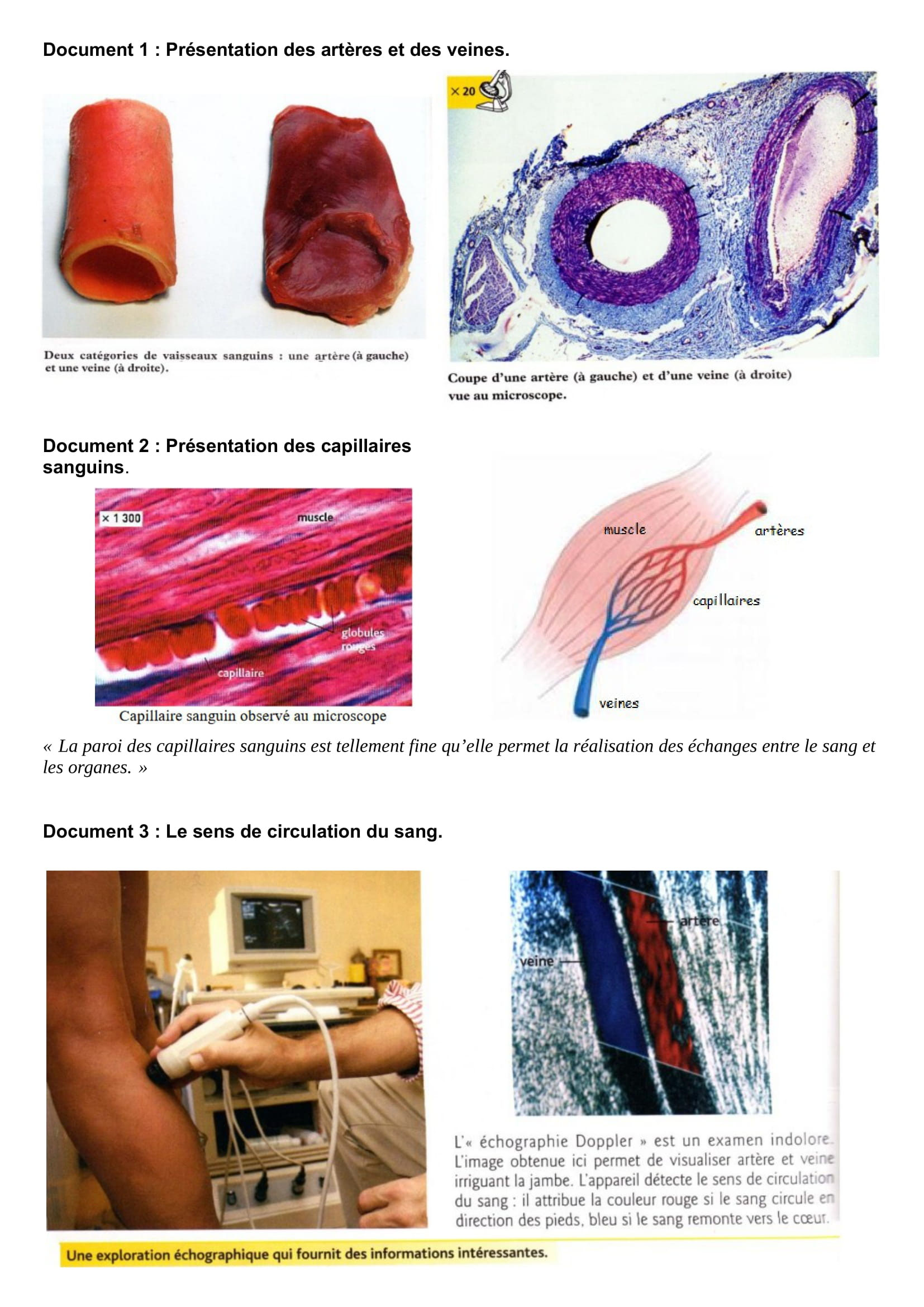 Chapitre 3 : Besoins des organes et respiration cellulaire. - Site de ...