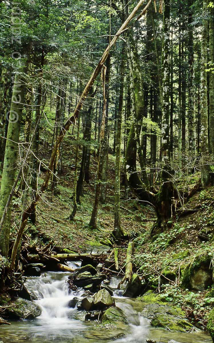 Riserva Naturale Integrale di Sasso Fratino, Foreste della Lama e ...