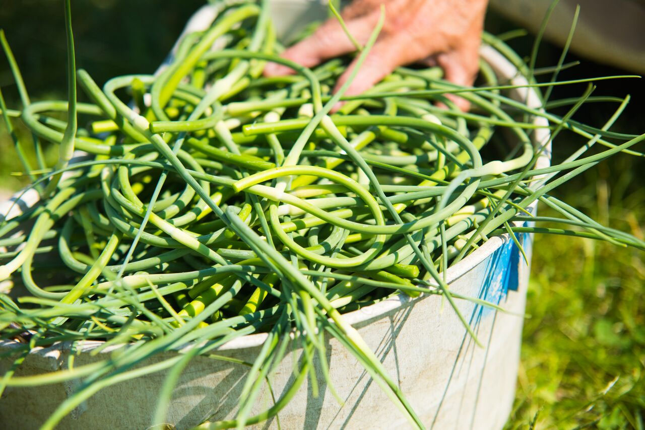 LA FLEUR D'AIL - Ail Sherbrooke - Ail biologique - Ferme Bibeau inc.