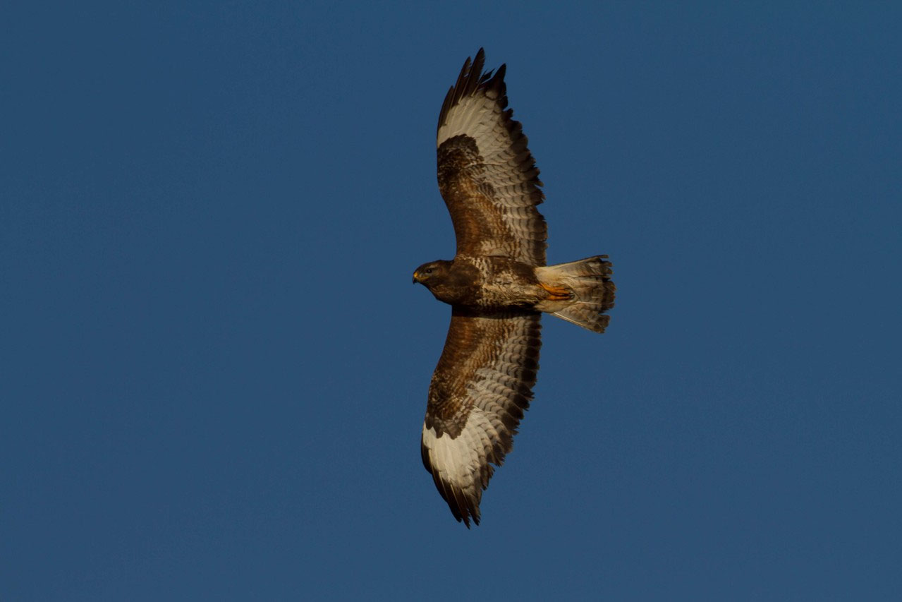 rapaces - Baie de Somme photo animaliere