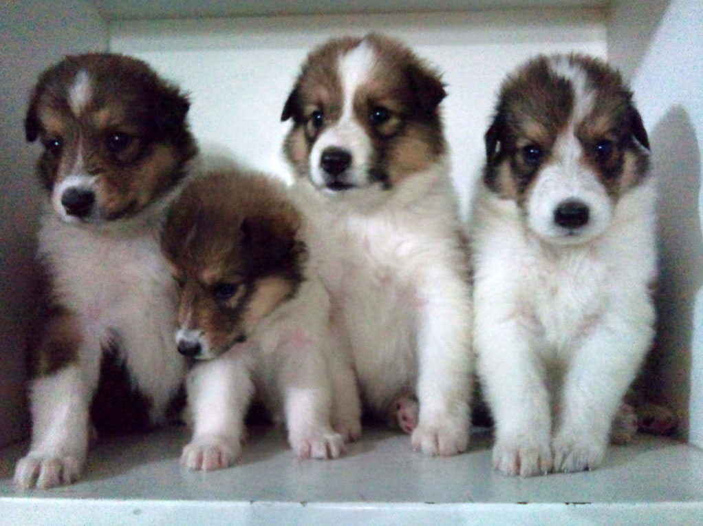 Pastor Collie - Mascotas Shalom