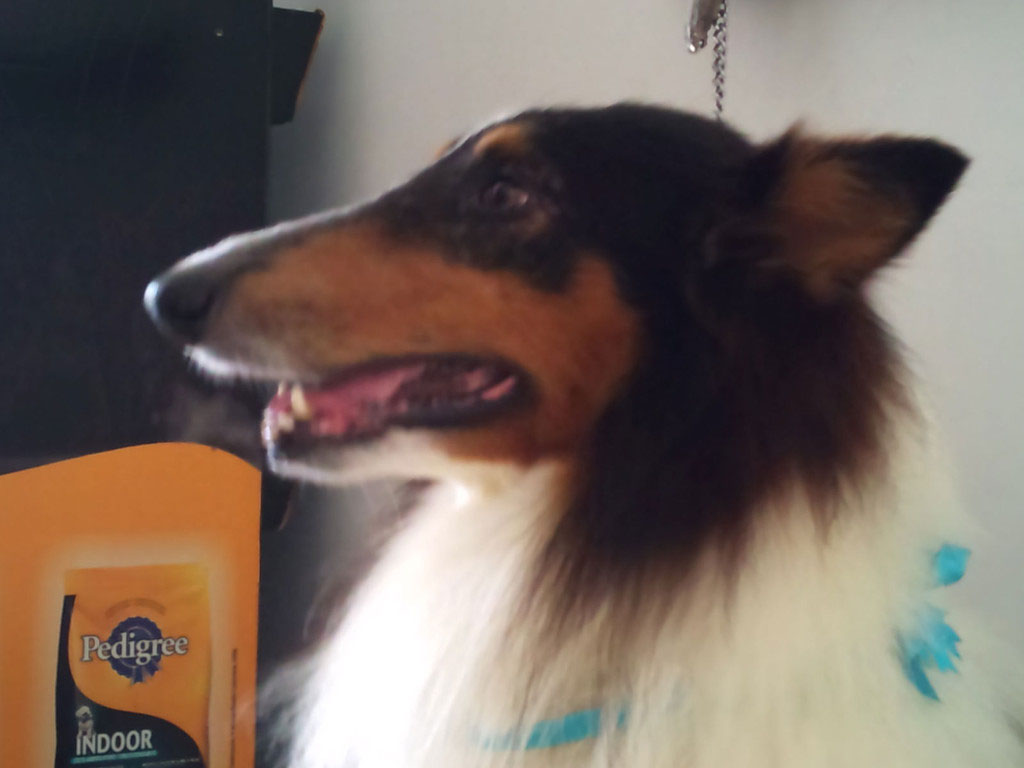 Pastor Collie - Mascotas Shalom