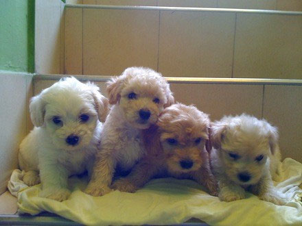 French Poodle - Mascotas Shalom