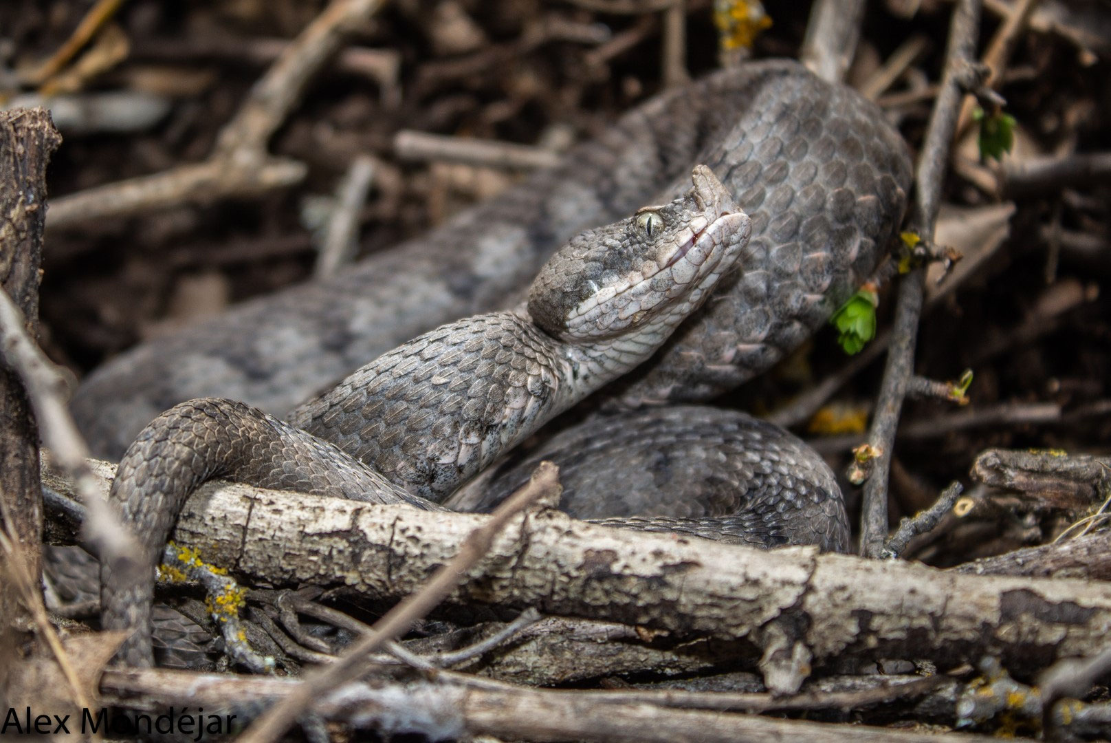 Víbora hocicuda (Vipera latastei) - Asociación Herpetológica Timon