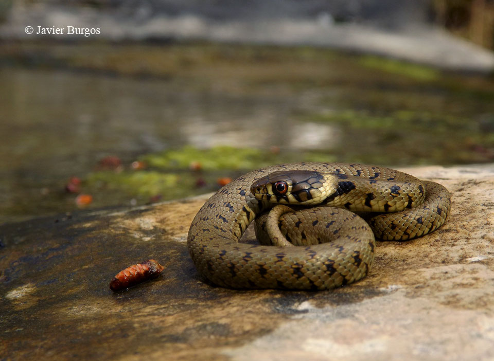 Culebra de collar ibérica (Natrix astreptophora) - Asociación ...