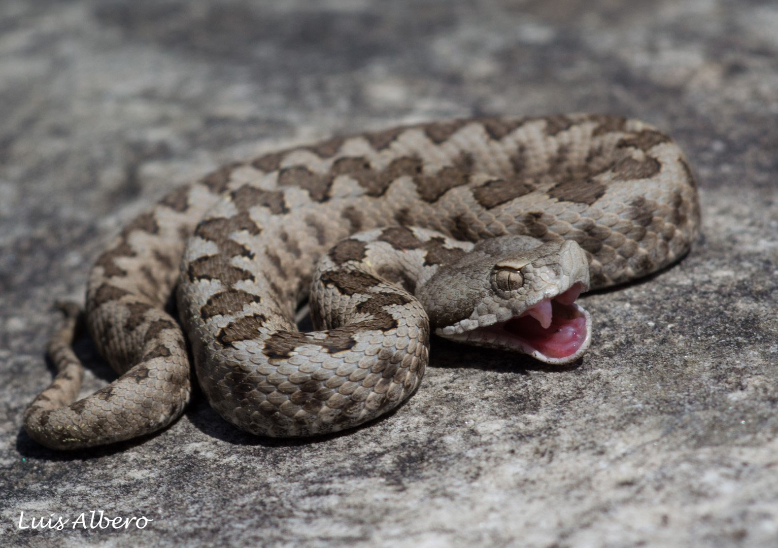 Víbora hocicuda (Vipera latastei) - Asociación Herpetológica Timon