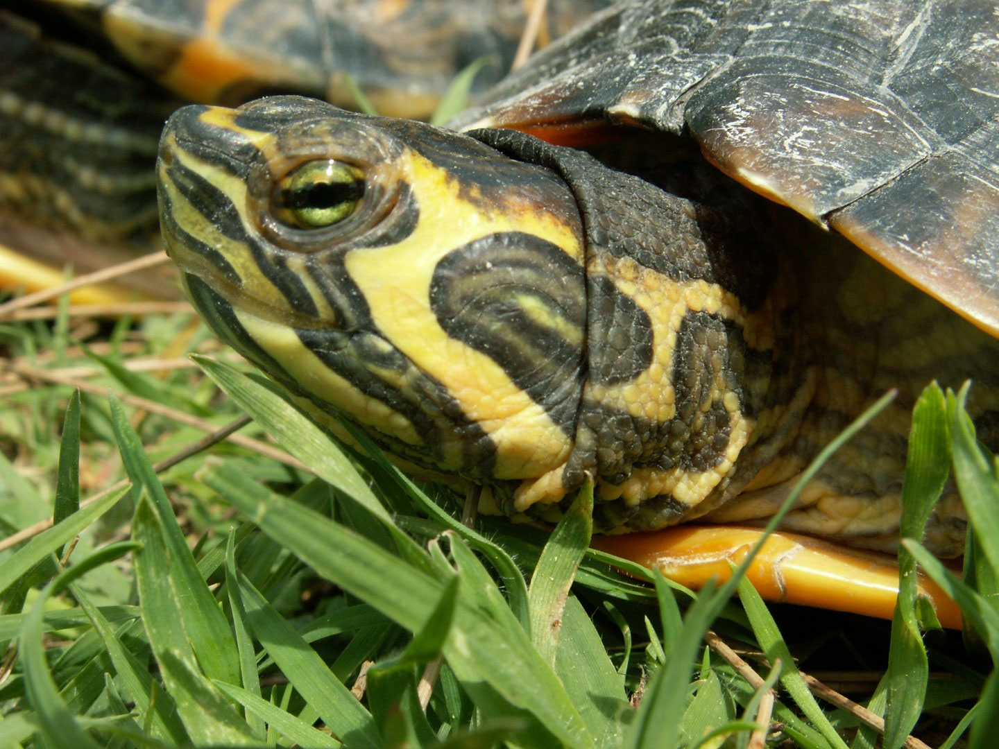 Trachemys scripta - Asociación Herpetológica Timon