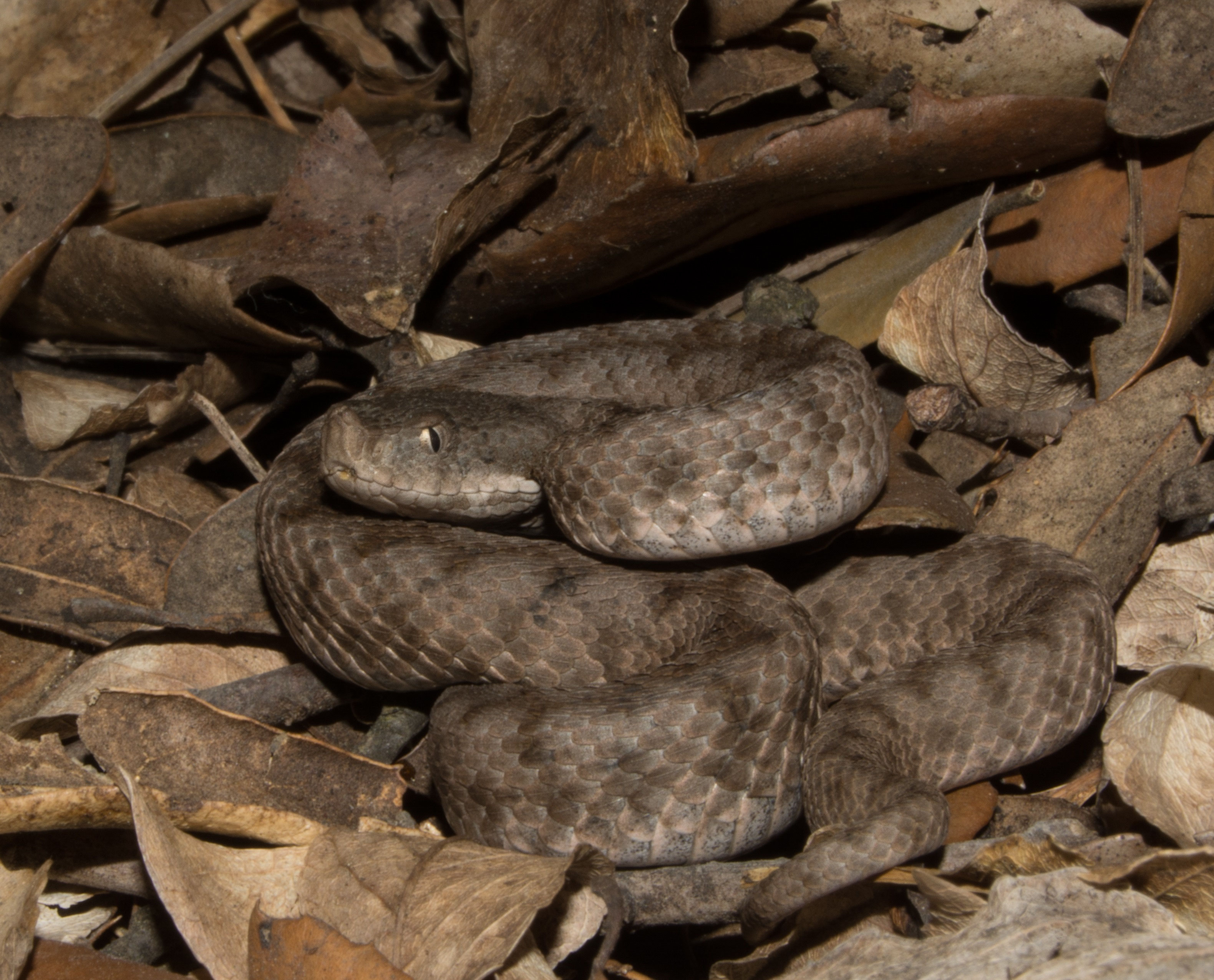 Víbora hocicuda (Vipera latastei) - Asociación Herpetológica Timon