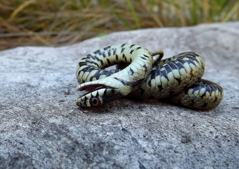 Culebra de collar ibérica (Natrix astreptophora) - Asociación ...