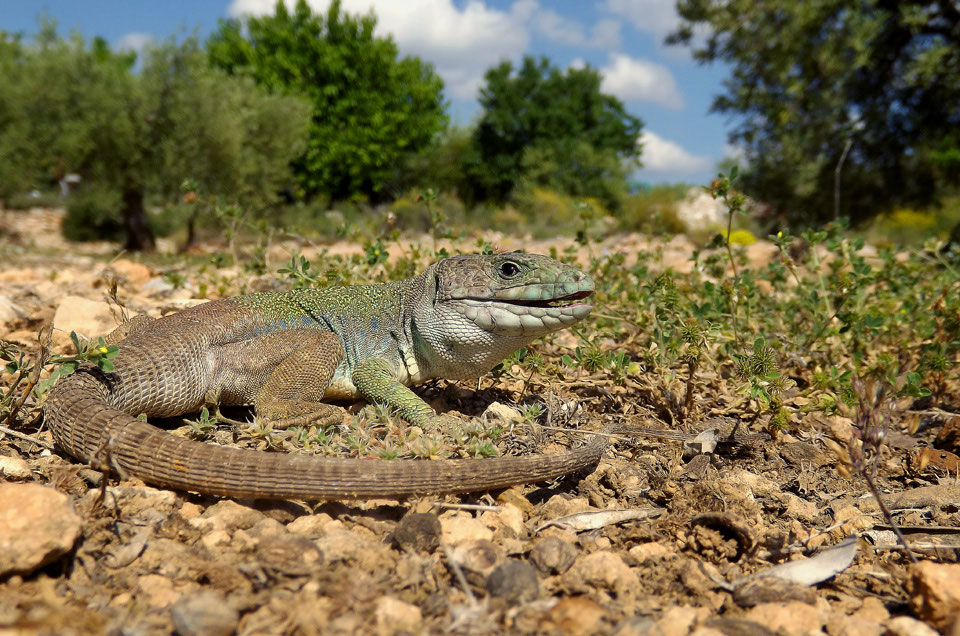 Timon nevadensis - Asociación Herpetológica Timon