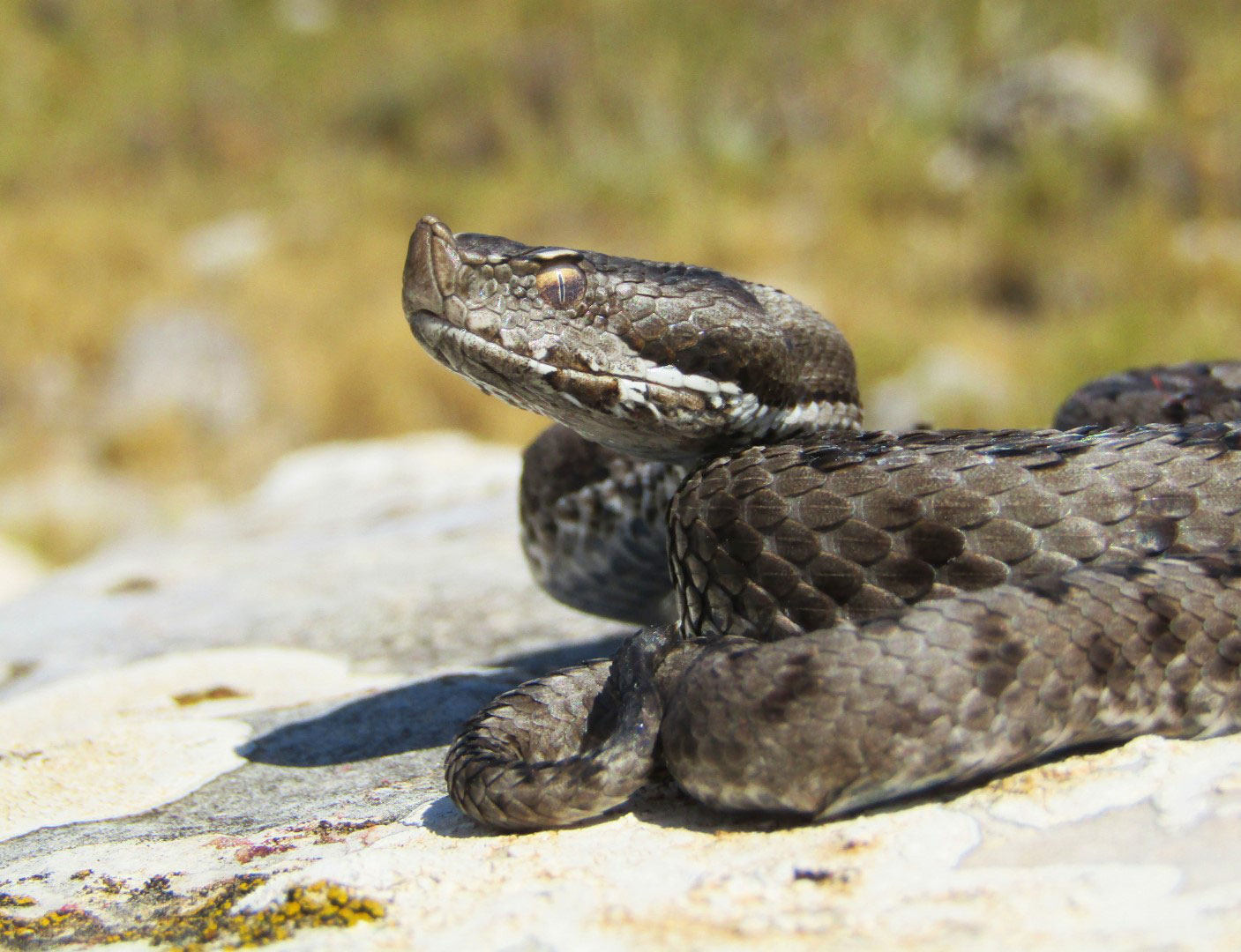 Víbora hocicuda (Vipera latastei) - Asociación Herpetológica Timon