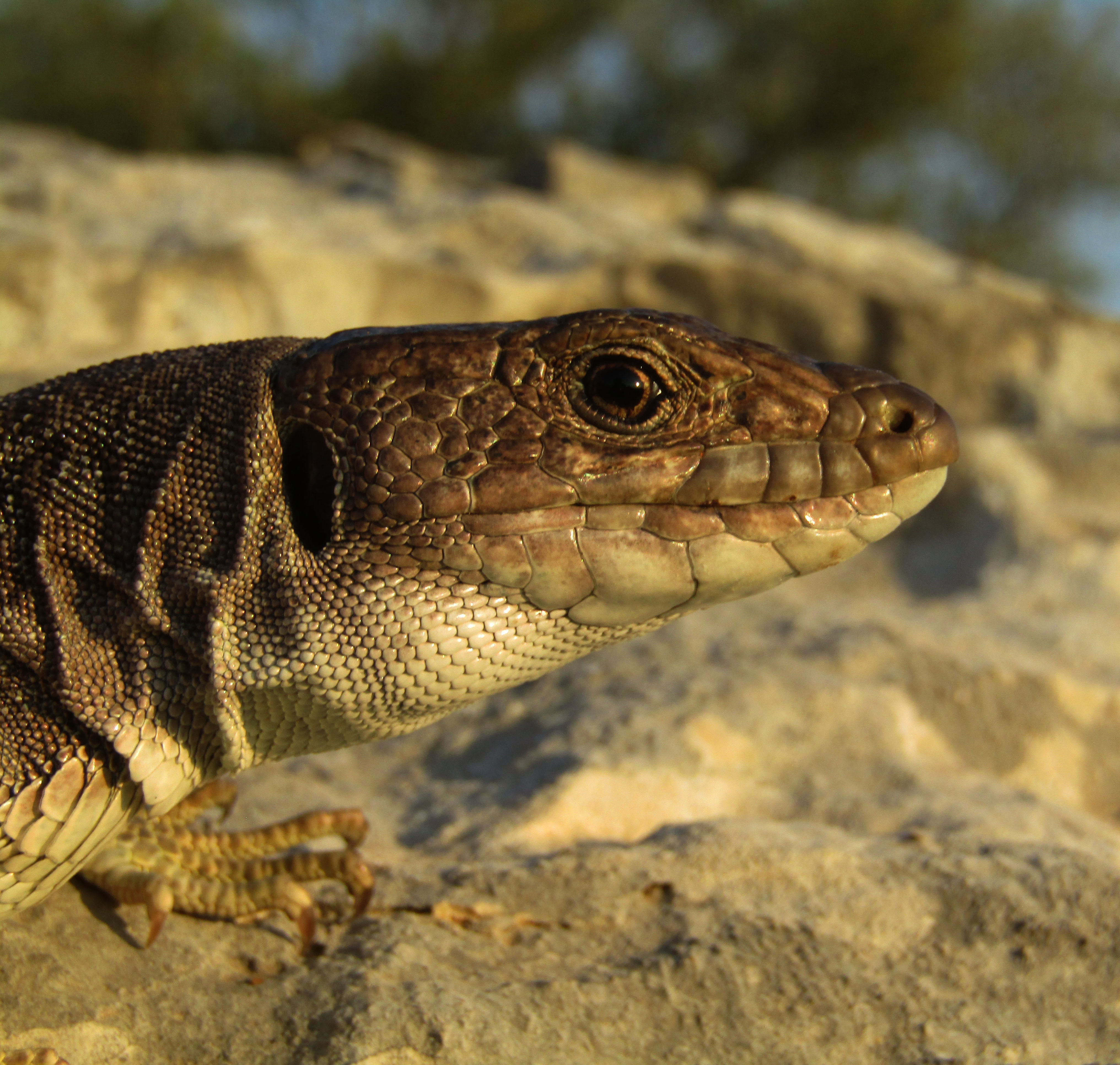 Timon nevadensis - Asociación Herpetológica Timon