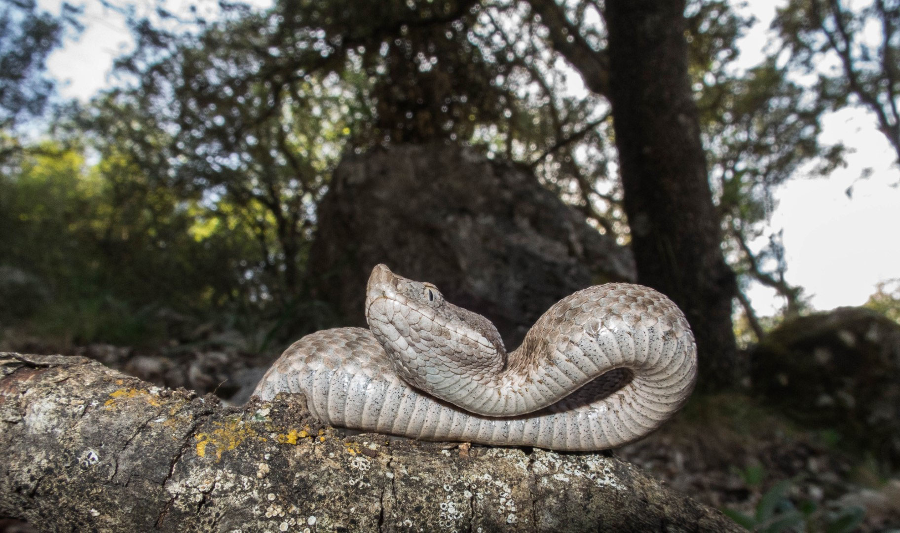 Víbora hocicuda (Vipera latastei) - Asociación Herpetológica Timon