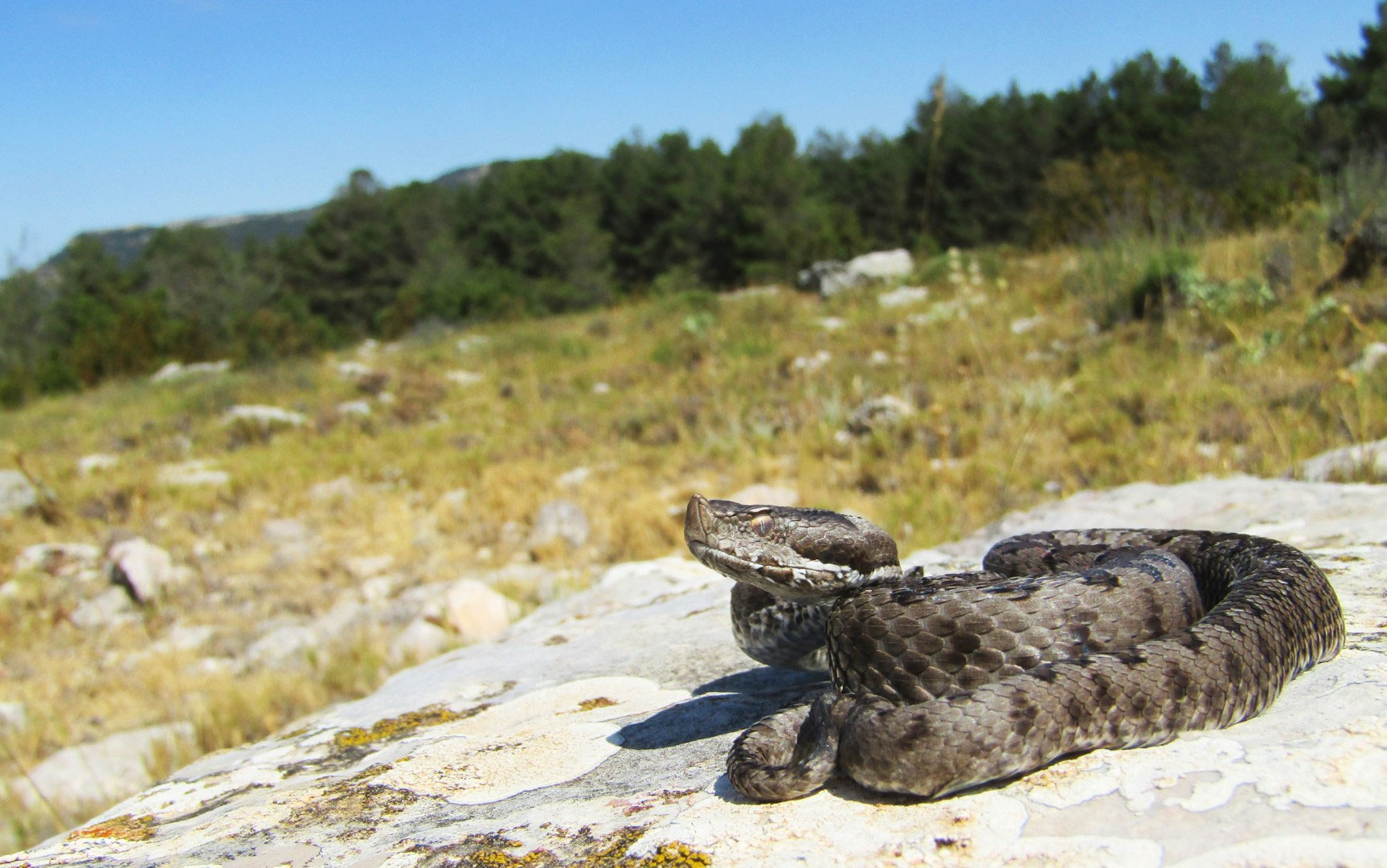 Víbora hocicuda (Vipera latastei) - Asociación Herpetológica Timon