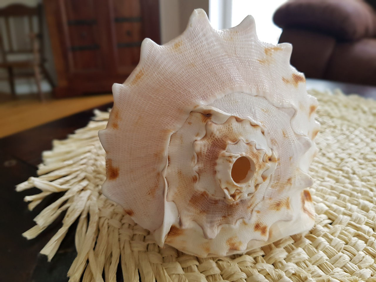 Muschelhorn selbst bauen - Blog von Bhairavi Maria Muschelhorn selbst bauen - Blog von Bhairavi Maria