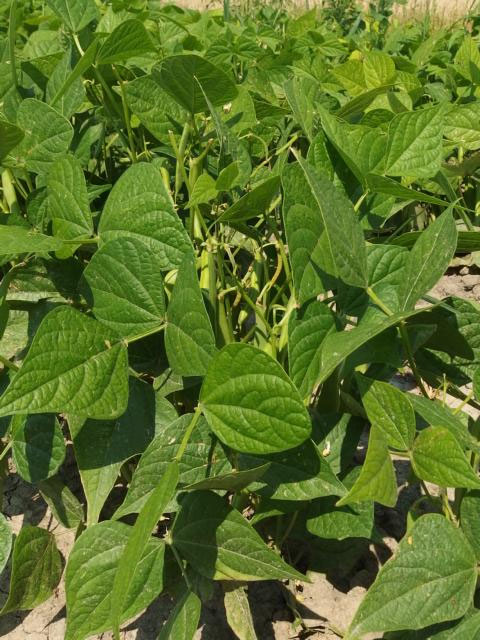 Bohnen / Fasulye - Bauernhof Schulte-Göcking