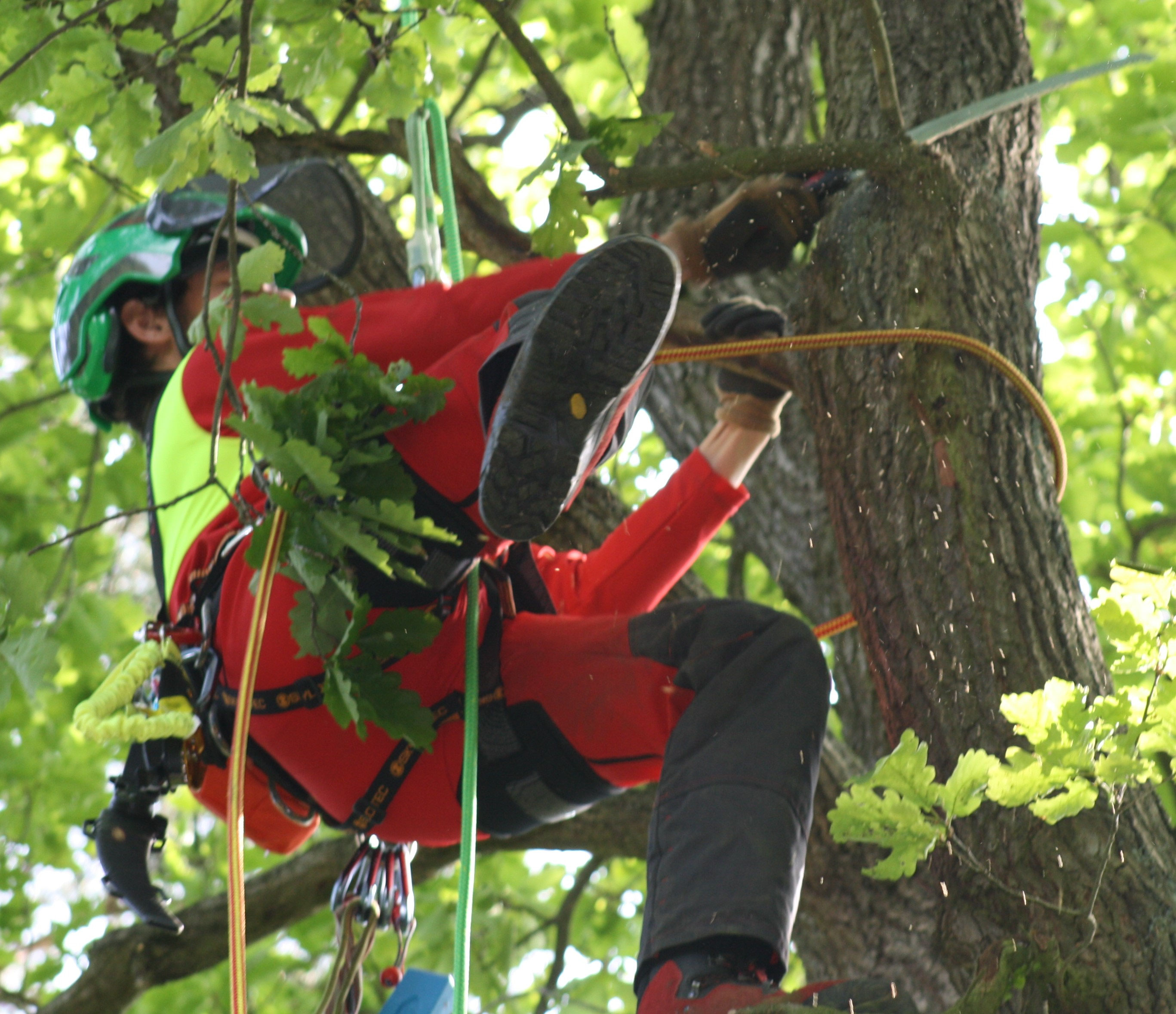 Baumpflege - Kletter Support GmbH