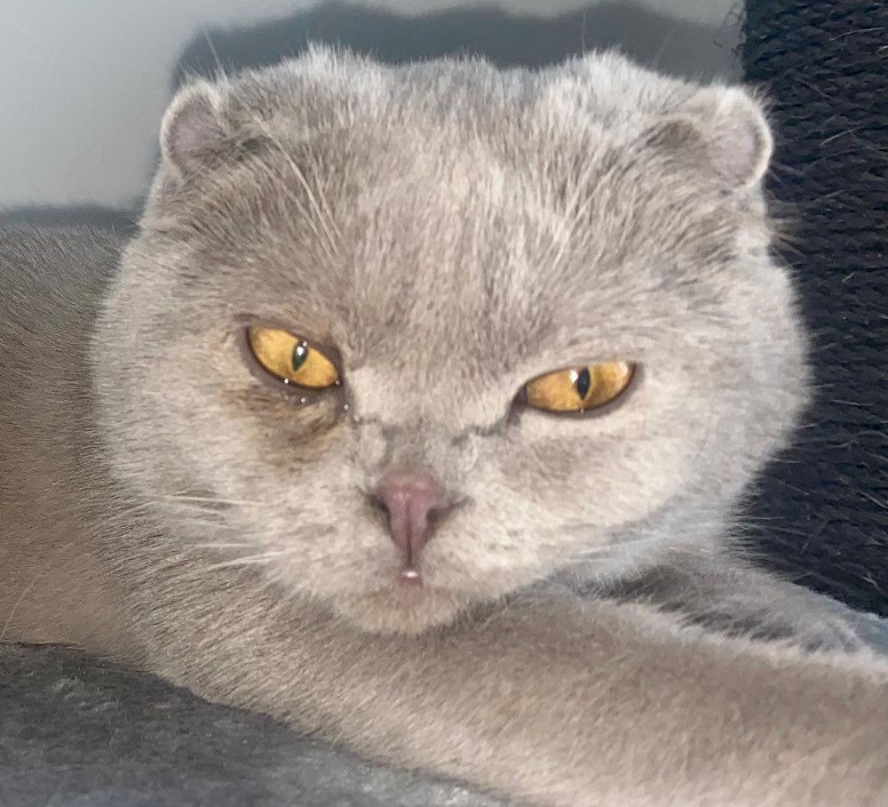 Scottish Fold OCD Tests - Katzengenetik - Vererbung der Fellfarben und ...