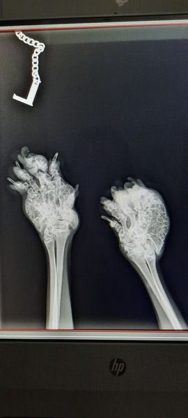 Scottish Fold OCD Tests - Katzengenetik - Vererbung der Fellfarben und ...