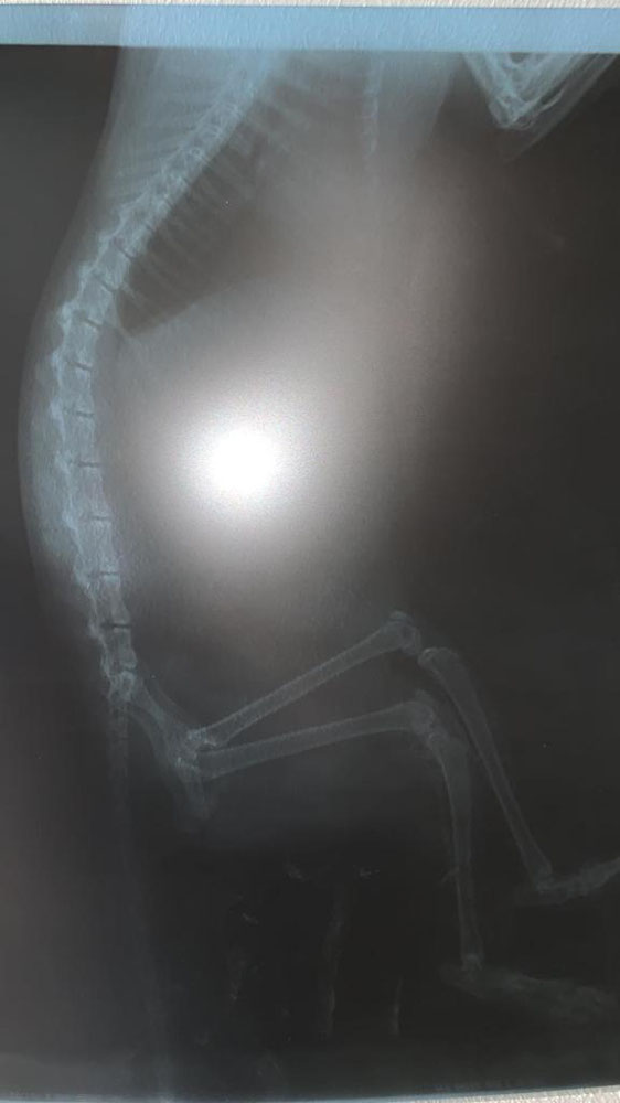 Scottish Fold OCD Tests - Katzengenetik - Vererbung der Fellfarben und ...