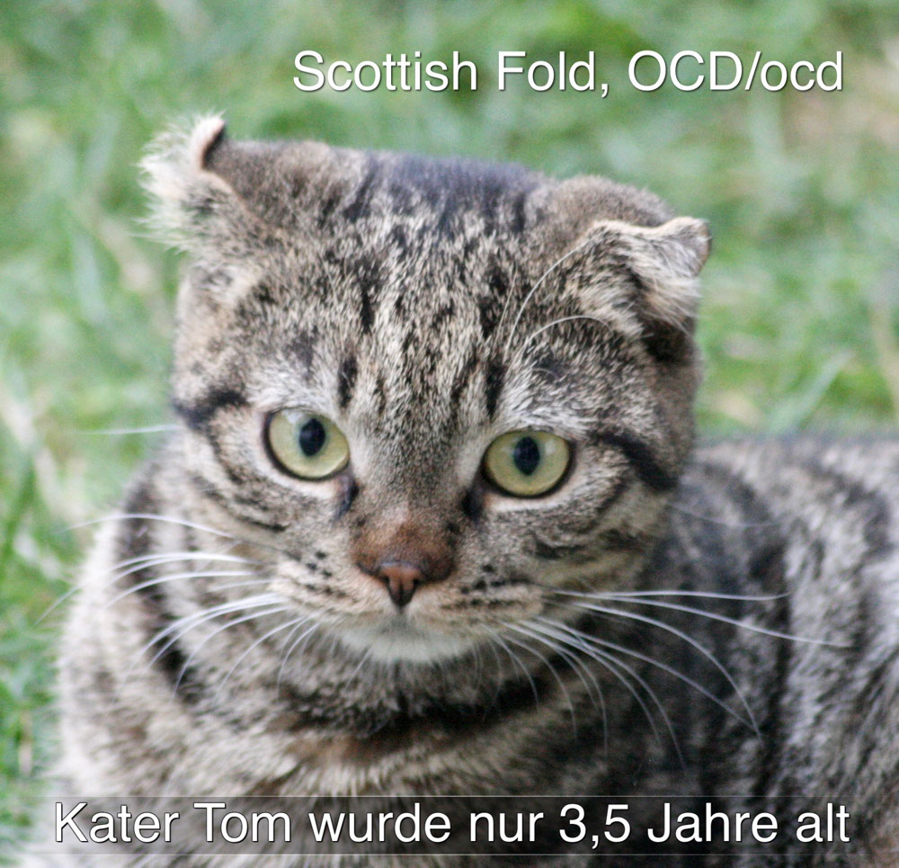 Scottish Fold OCD Tests - Katzengenetik - Vererbung der Fellfarben und ...