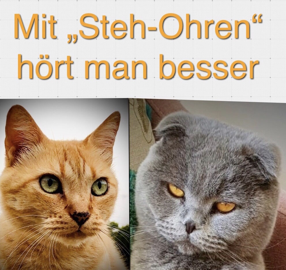 Scottish Fold Katzen leiden an Osteochondrodysplasie - Katzengenetik ...