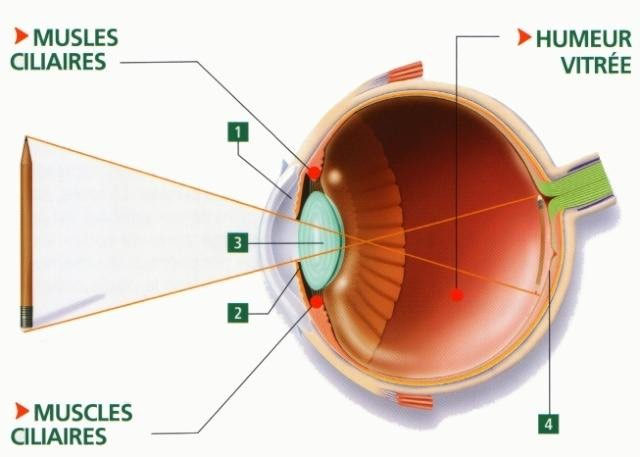 Anatomie et fonctionnement - Morning Glory Syndrome