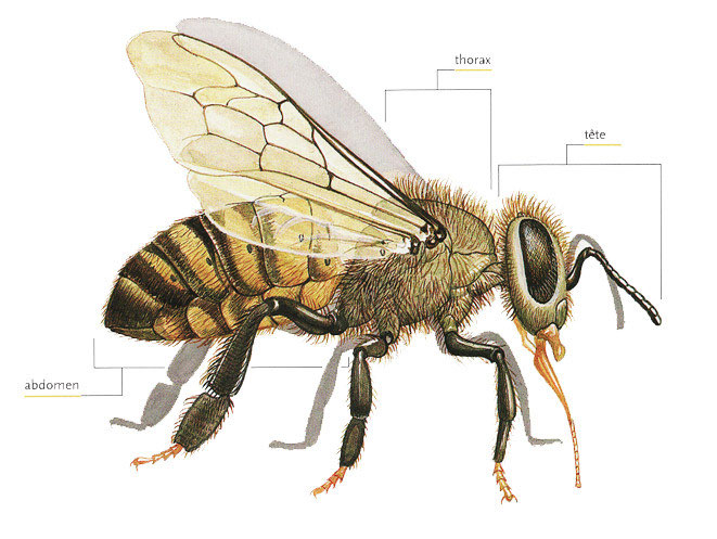 Le corps - Beeapiz - Pratiquer l'apiculture et connaître l'abeille