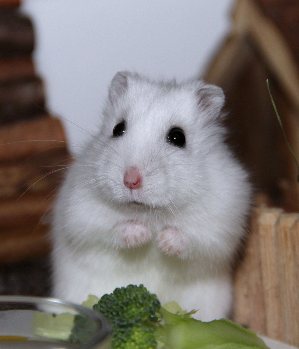 Syrischer Goldhamster - Hamsterzucht Furry Little Friends