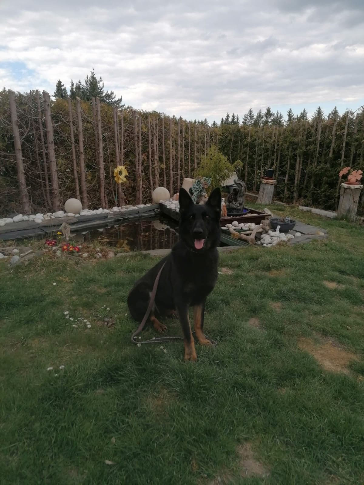 FREIKA AUS DEM FORSTHAUS - Zwinger aus dem Forsthaus