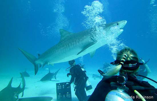 Marine Biologist With Shark