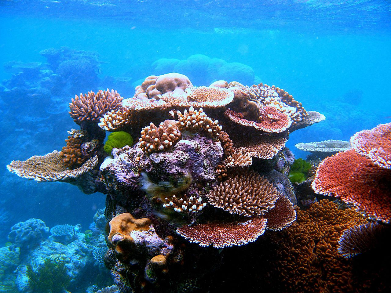 Coral - Marine Science Australia