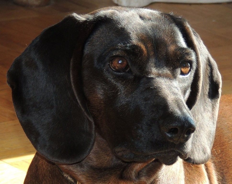 Bayerische Gebirgsschweißhunde (BGS) aus familiärer, jagdlicher Zucht ...