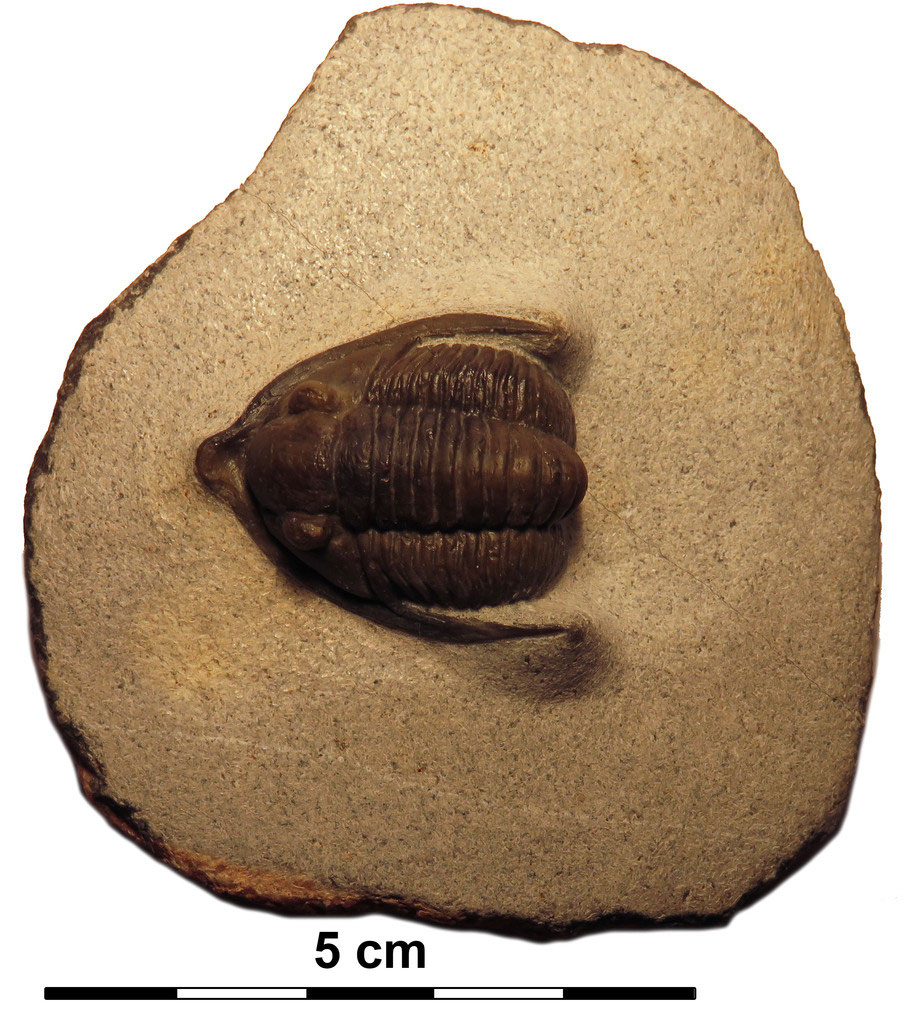 Trilobites - Trilobites de Marruecos - Moroccan trilobites