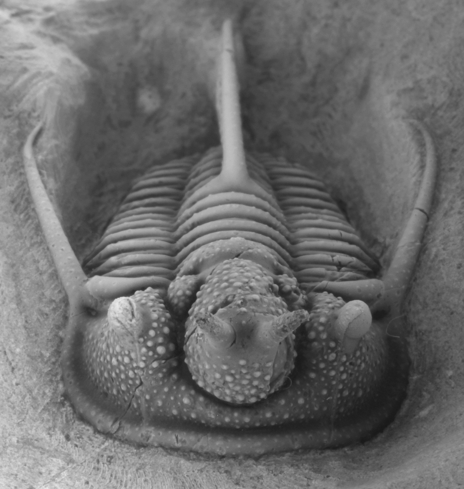 Trilobites - Trilobites de Marruecos - Moroccan trilobites