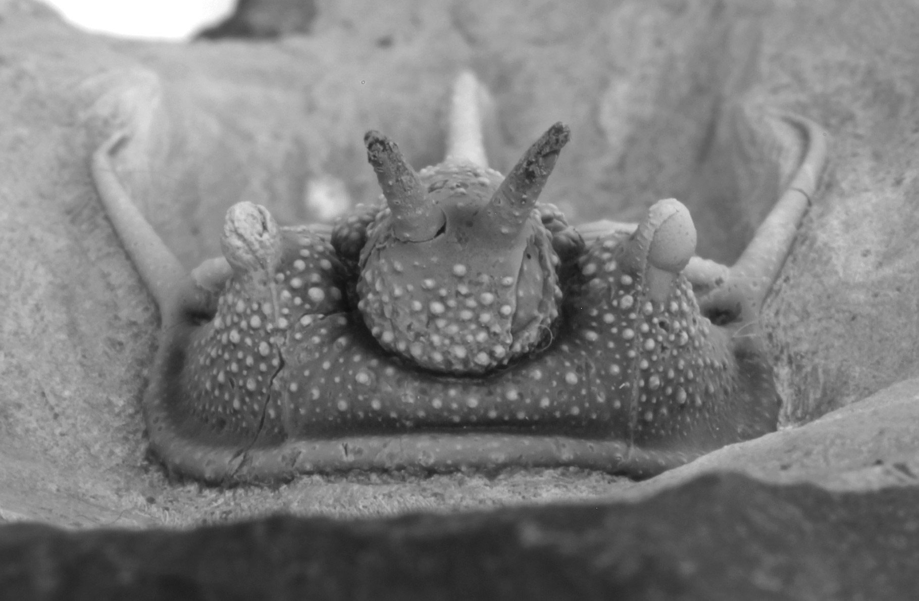 Trilobites - Trilobites de Marruecos - Moroccan trilobites