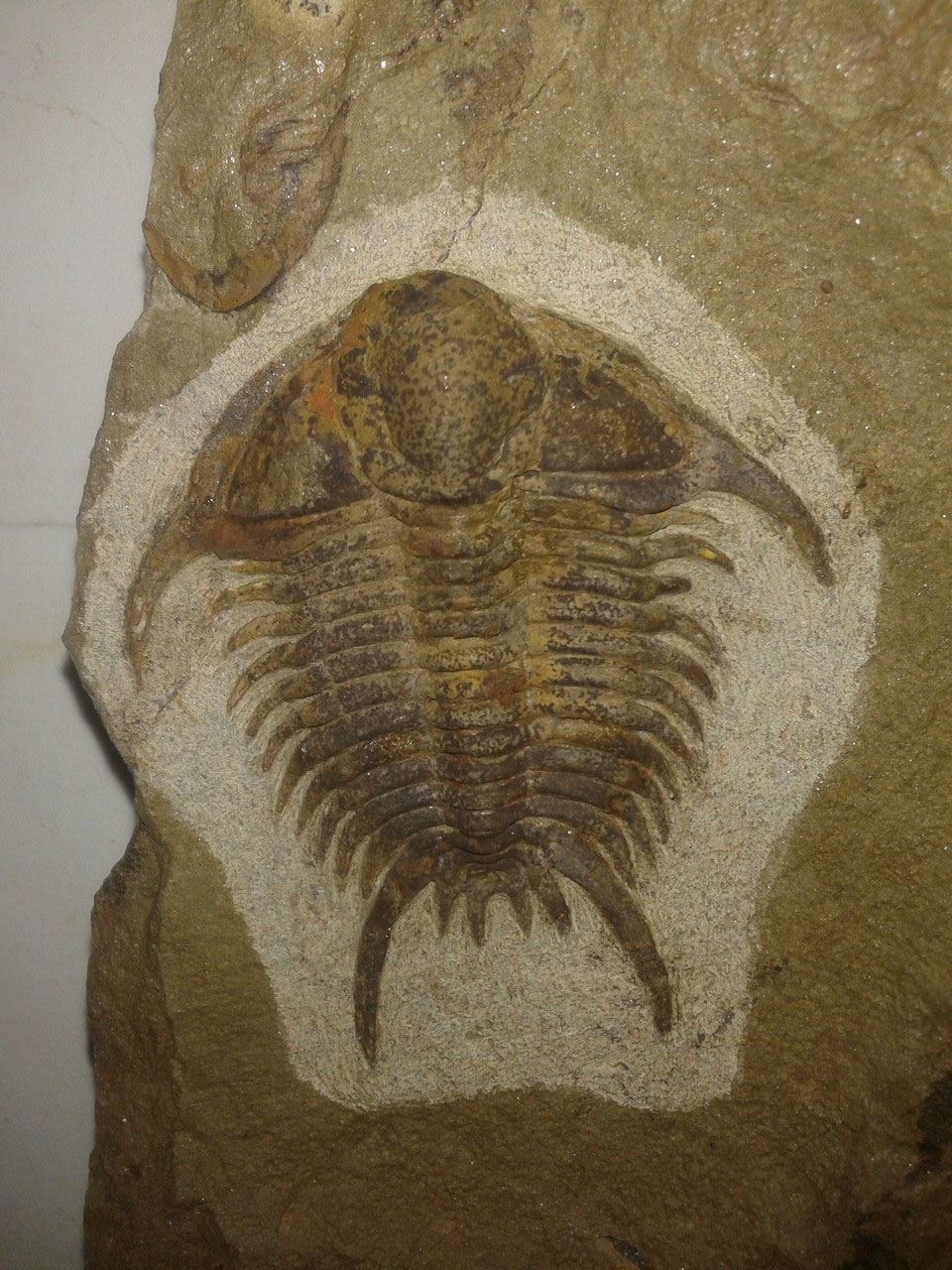 Trilobites - Trilobites de Marruecos - Moroccan trilobites