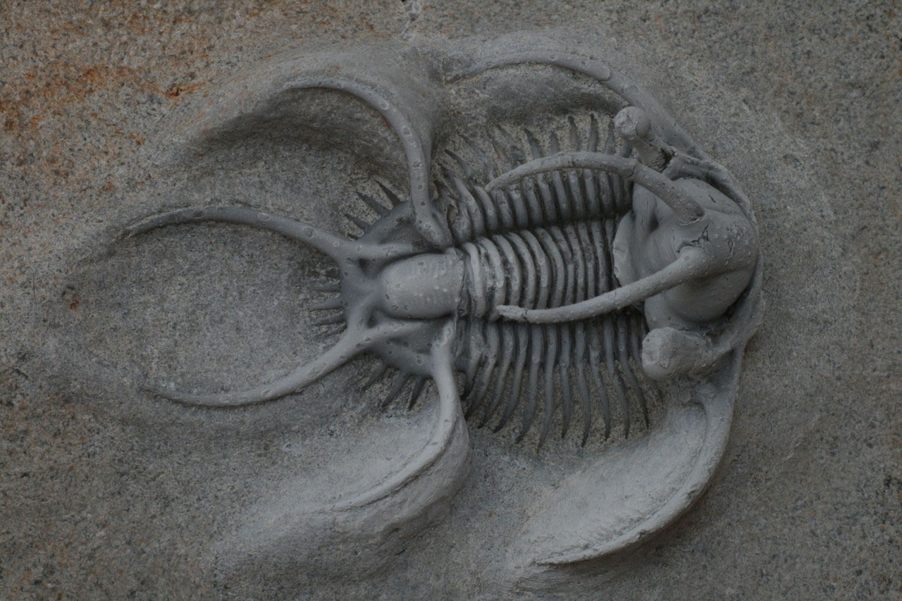 Trilobites - Trilobites de Marruecos - Moroccan trilobites