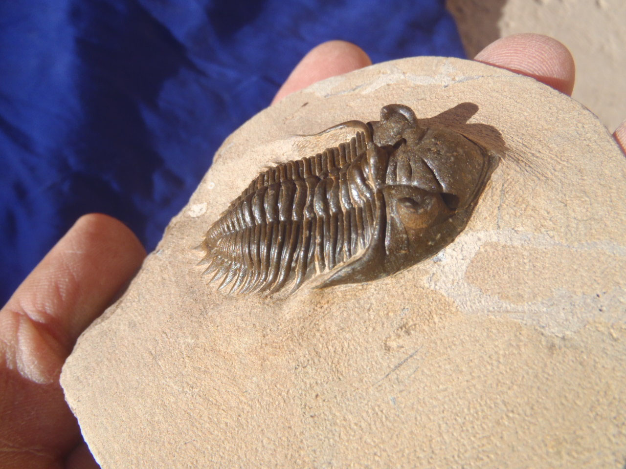 Trilobites - Trilobites de Marruecos - Moroccan trilobites