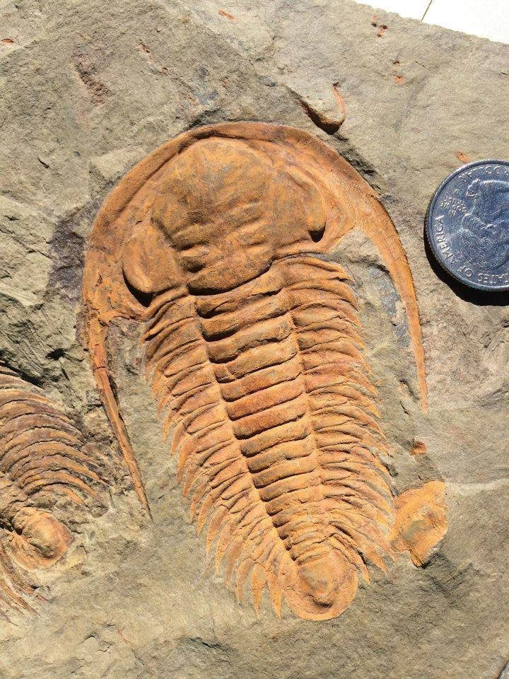 Trilobites - Trilobites de Marruecos - Moroccan trilobites
